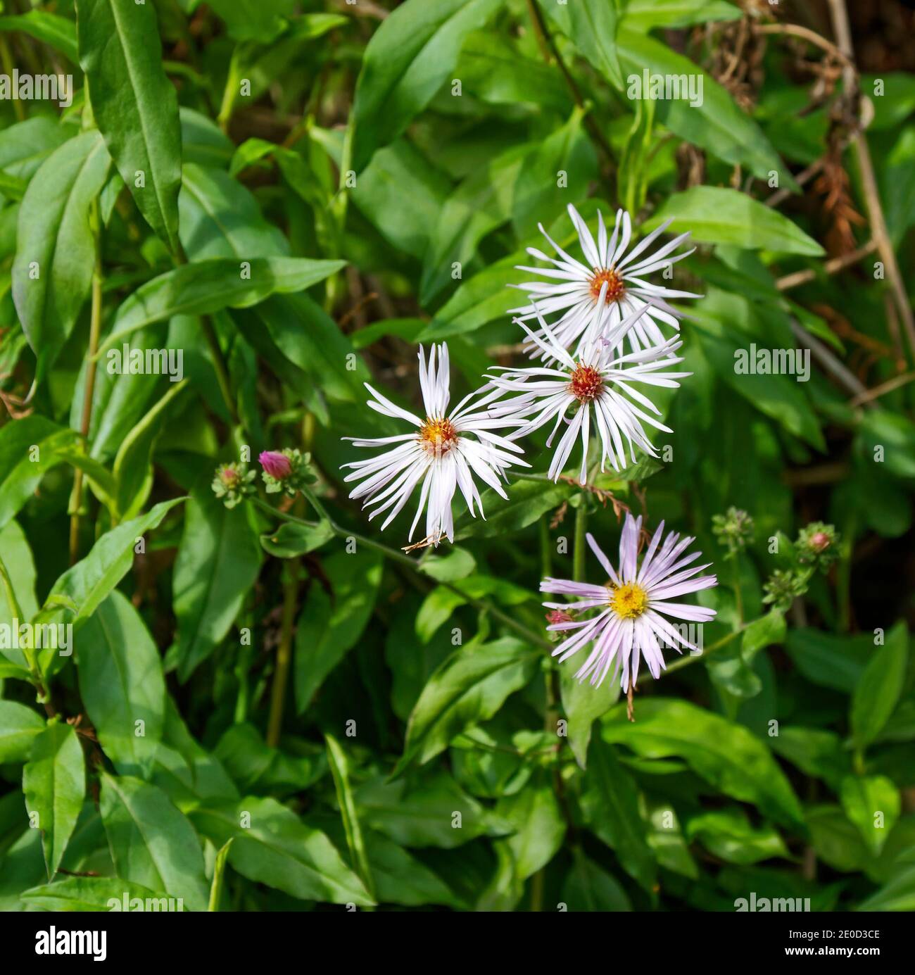Aster carolinianus hi-res stock photography and images - Alamy