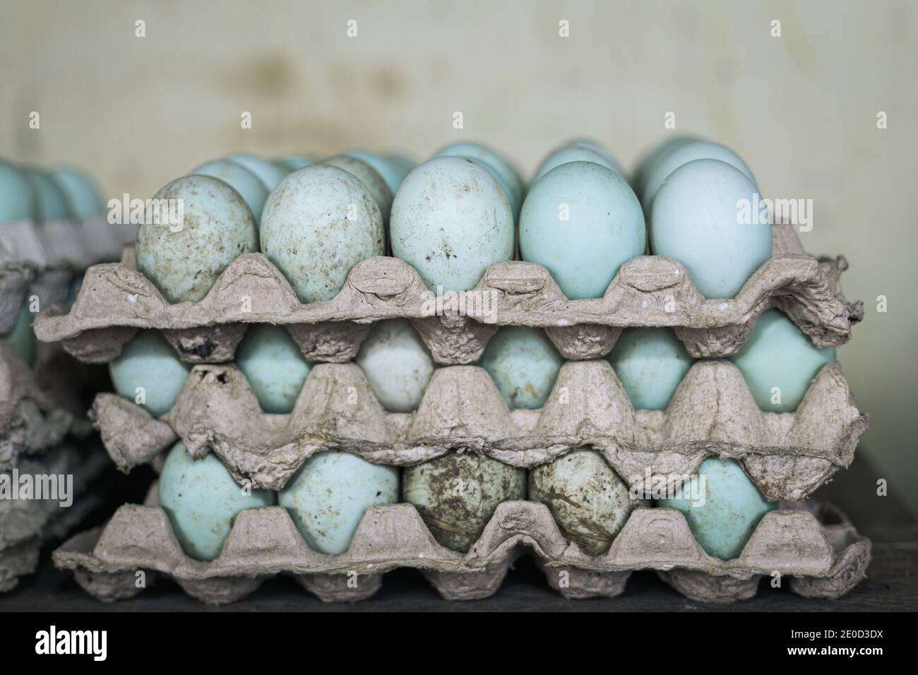 Light blue eggs hi-res stock photography and images - Alamy