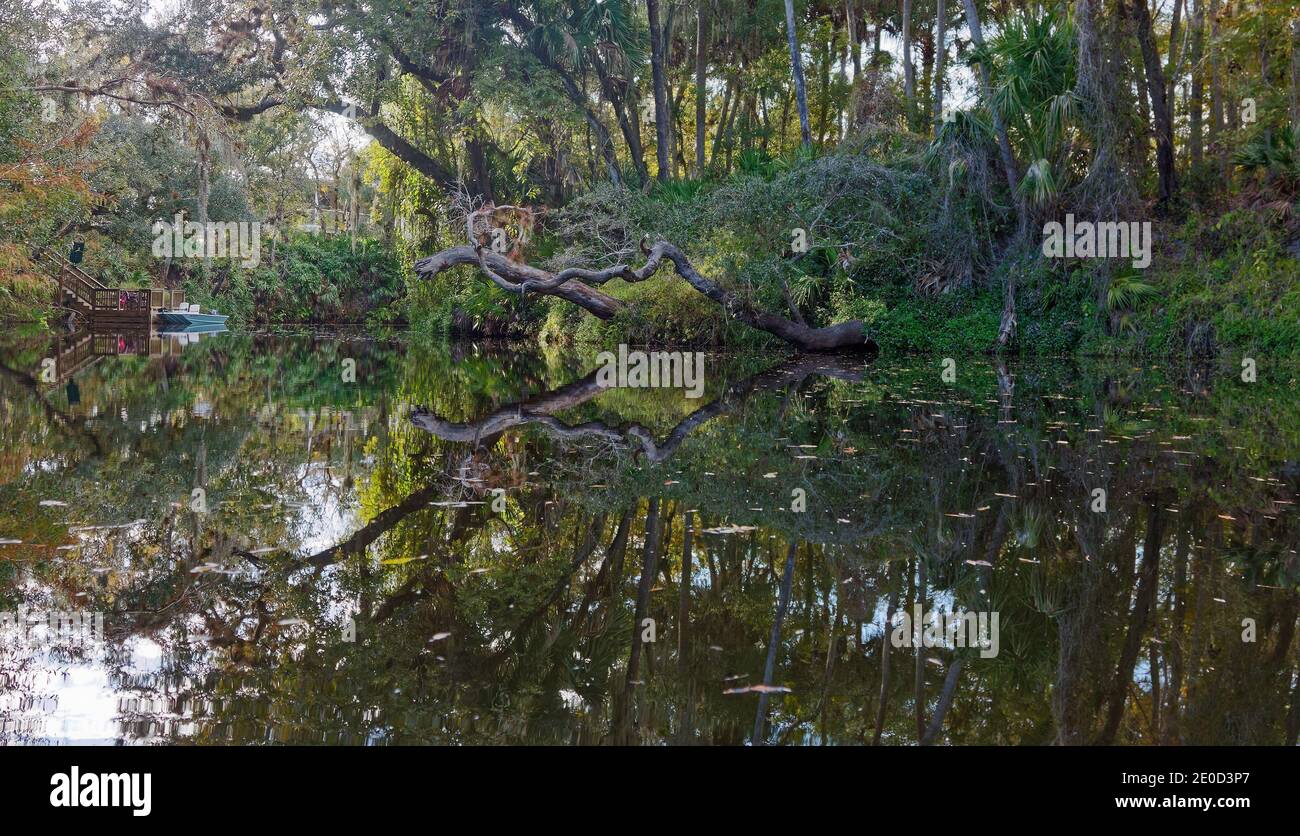 Tree trunks leaning over water hi-res stock photography and images - Alamy