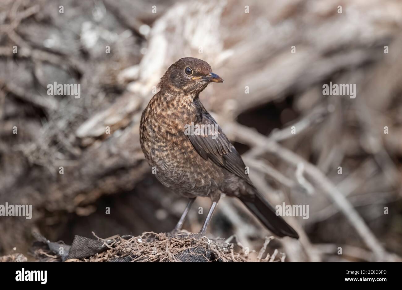 Baby blackbird hi-res stock photography and images - Alamy