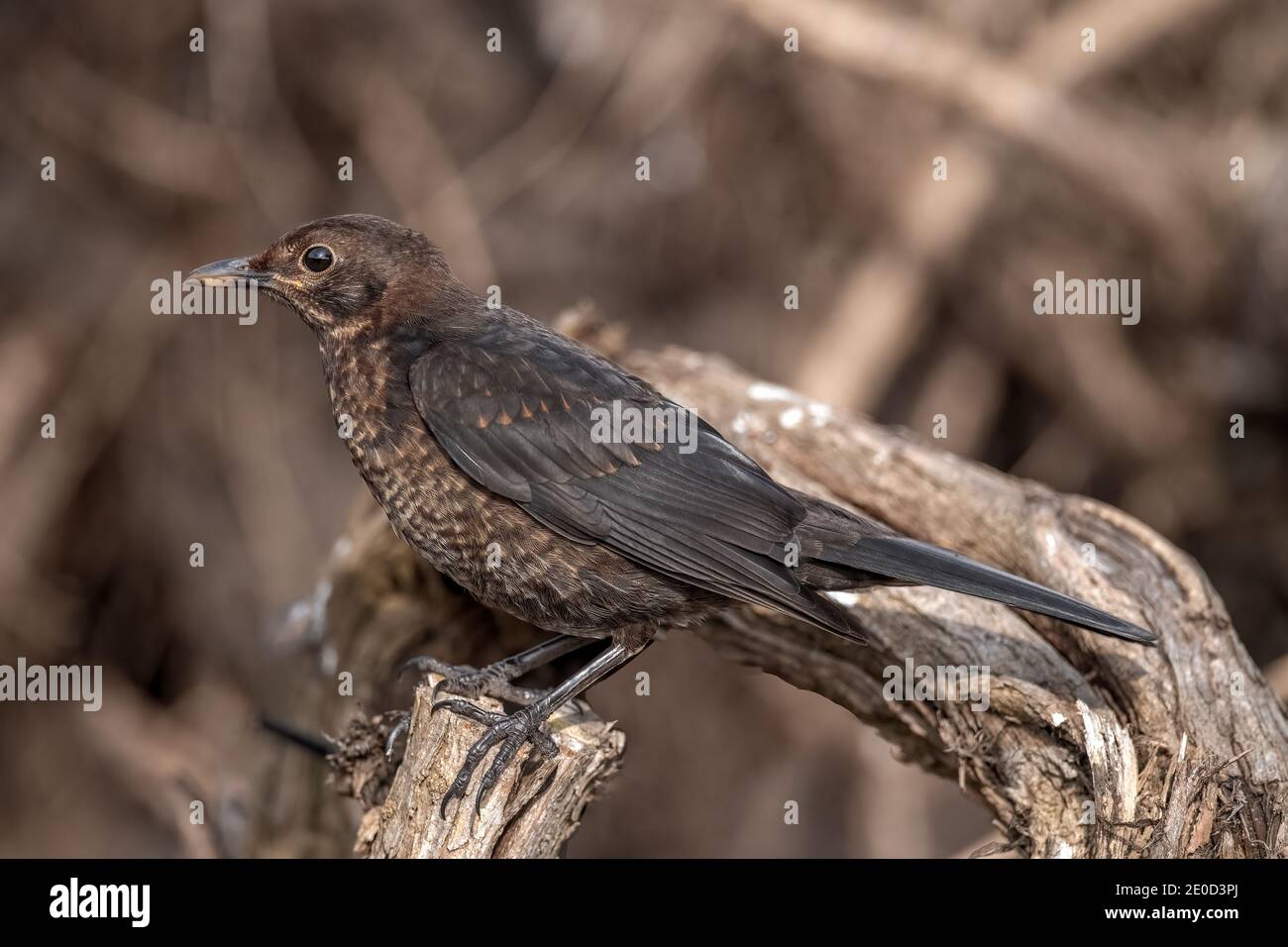Baby blackbird hi-res stock photography and images - Alamy
