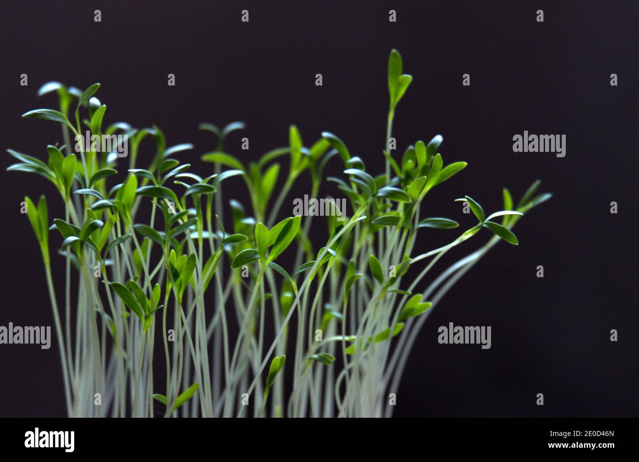 Microgreen farm hi-res stock photography and images - Alamy