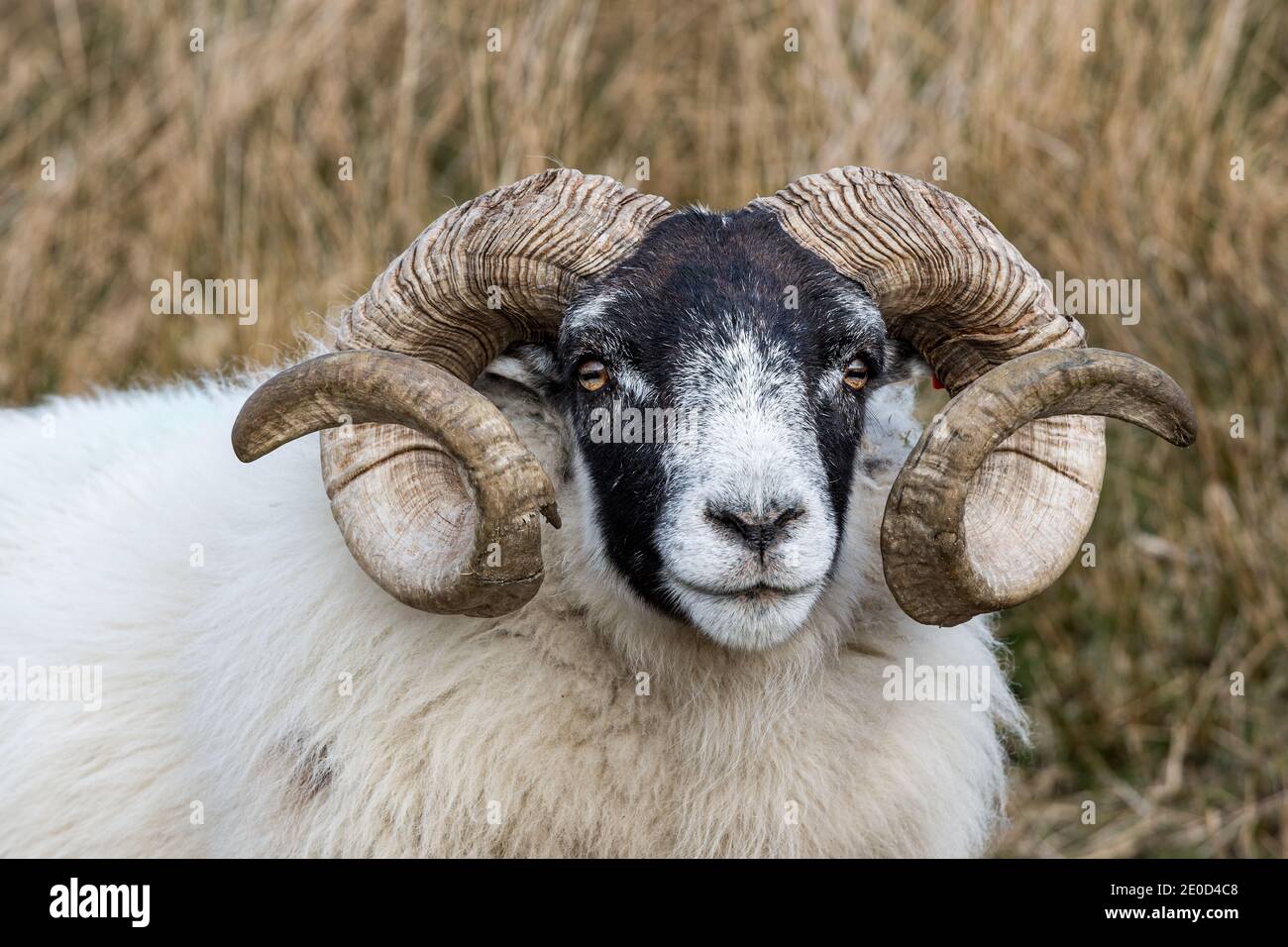 Scottish highlands landscape sheep hi-res stock photography and images ...