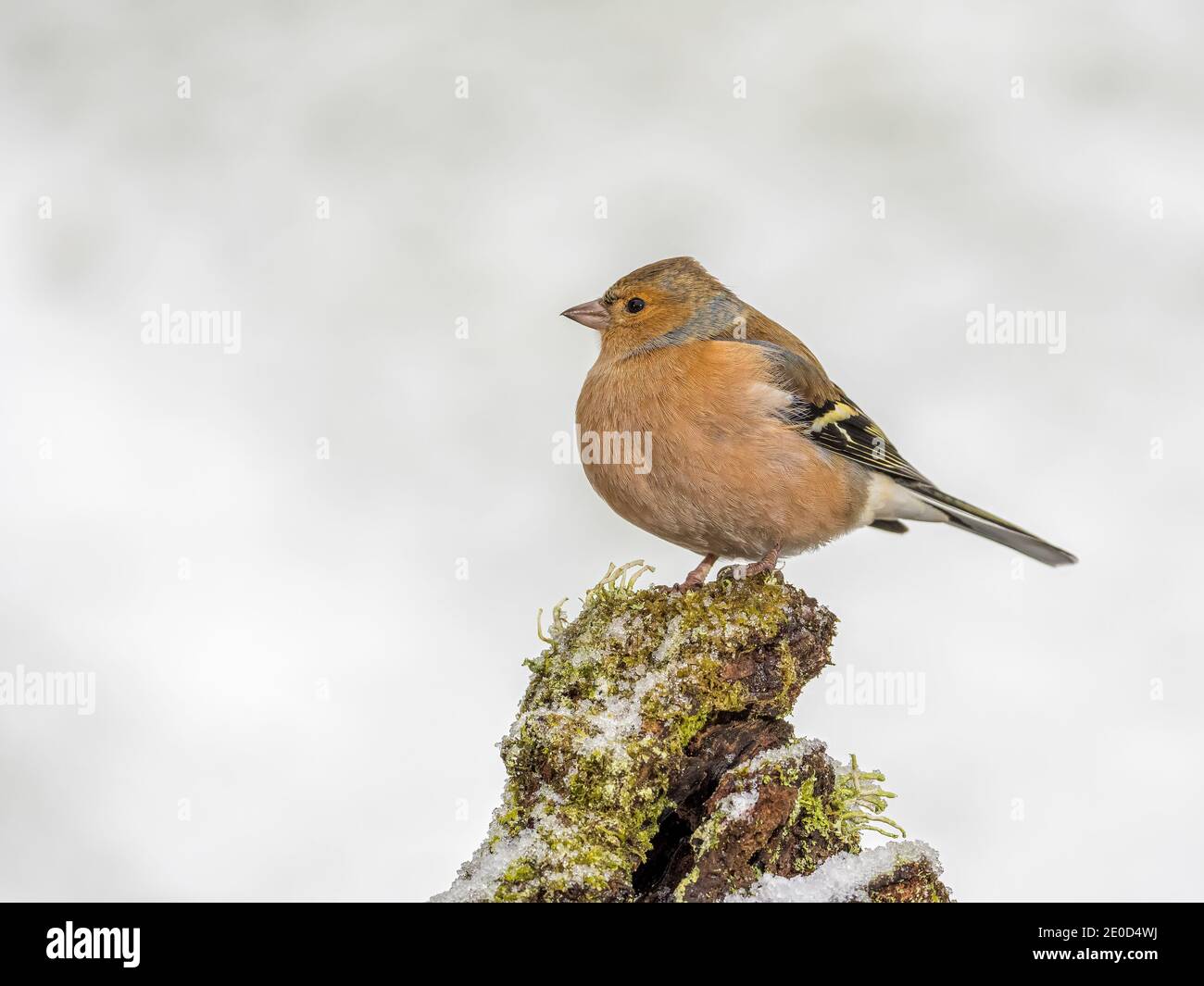 Aberystwyth, Ceredigion, Wales, UK. 31st Dec, 2020. British garden ...
