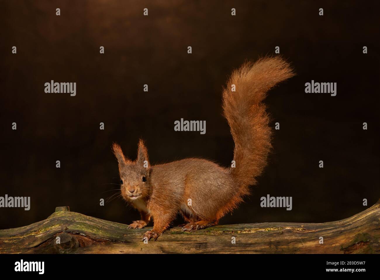 Tufty red squirrel ears hi-res stock photography and images - Alamy