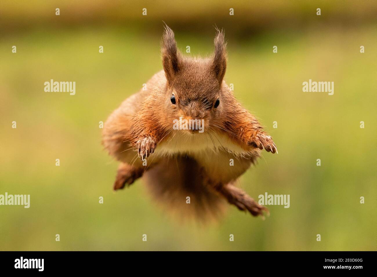 Jumping Red Squirrel (Sciurus vulgaris) with bushy tail and tufty ears ...