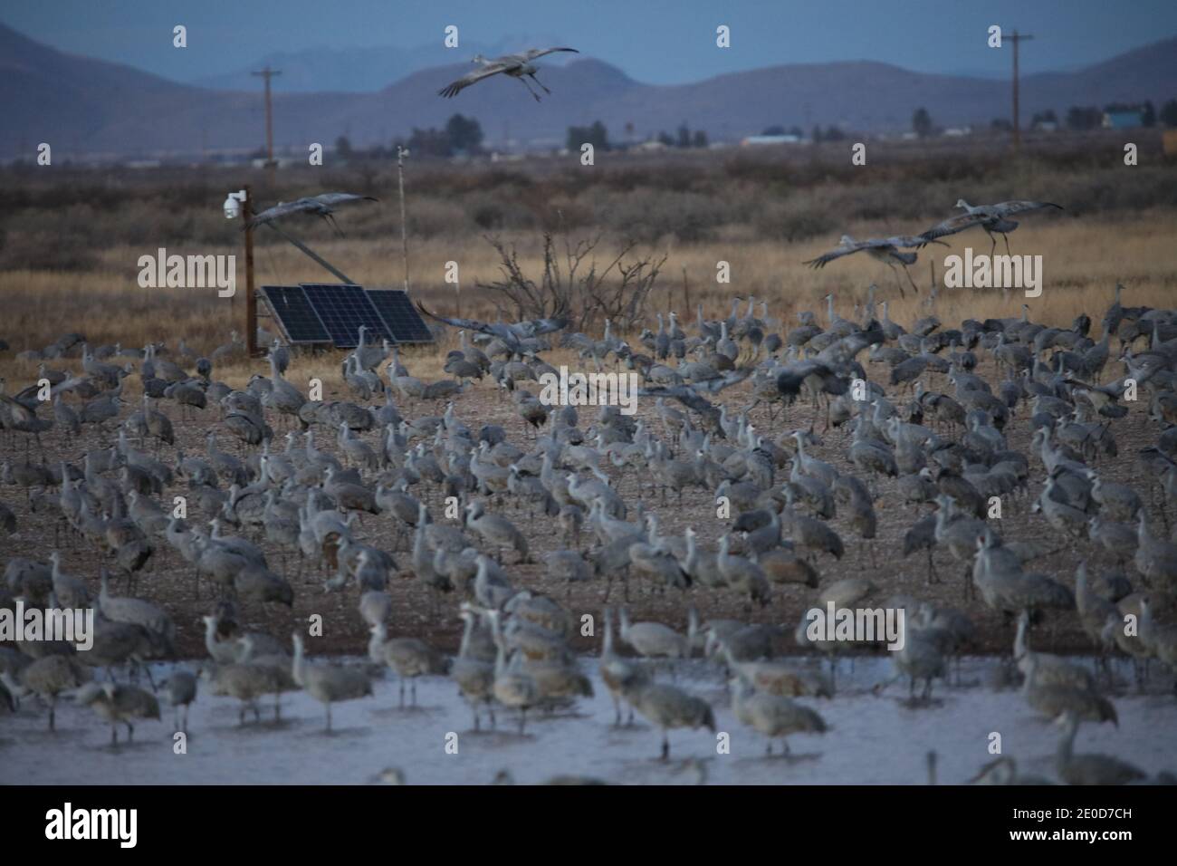 Sandhill Cranes at Whitewater Draw Stock Photo - Alamy