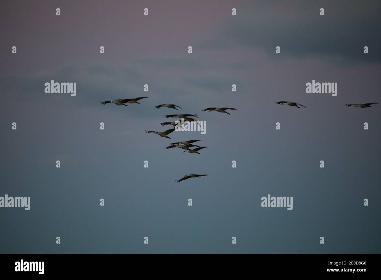 Sandhill Cranes at Whitewater Draw Stock Photo - Alamy