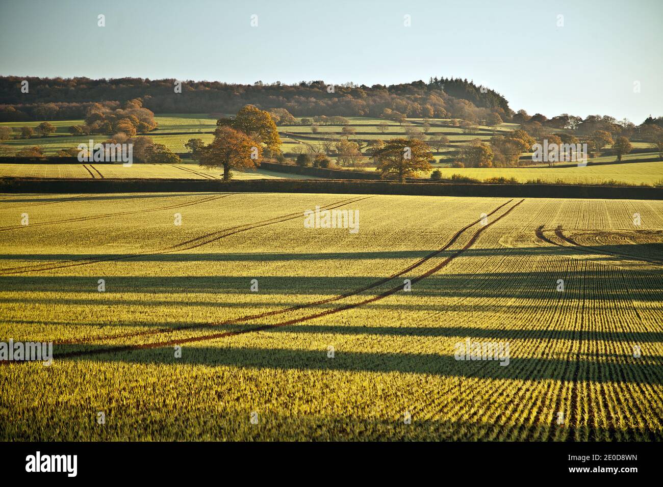 Early crops at Kerswell, Devon Stock Photo - Alamy