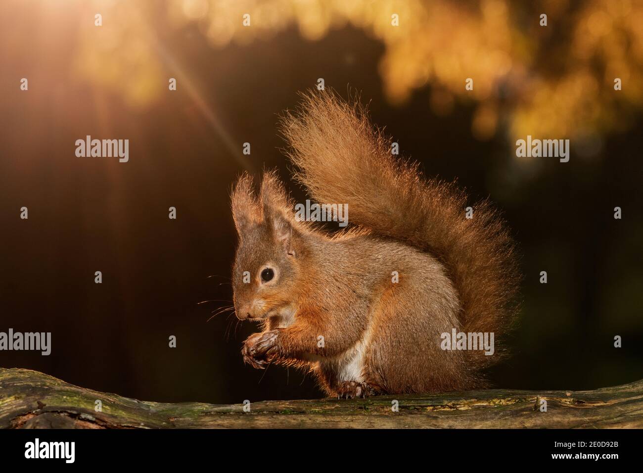 Red Squirrel (Sciurus vulgaris) with bushy tail and tufty ears wild in ...