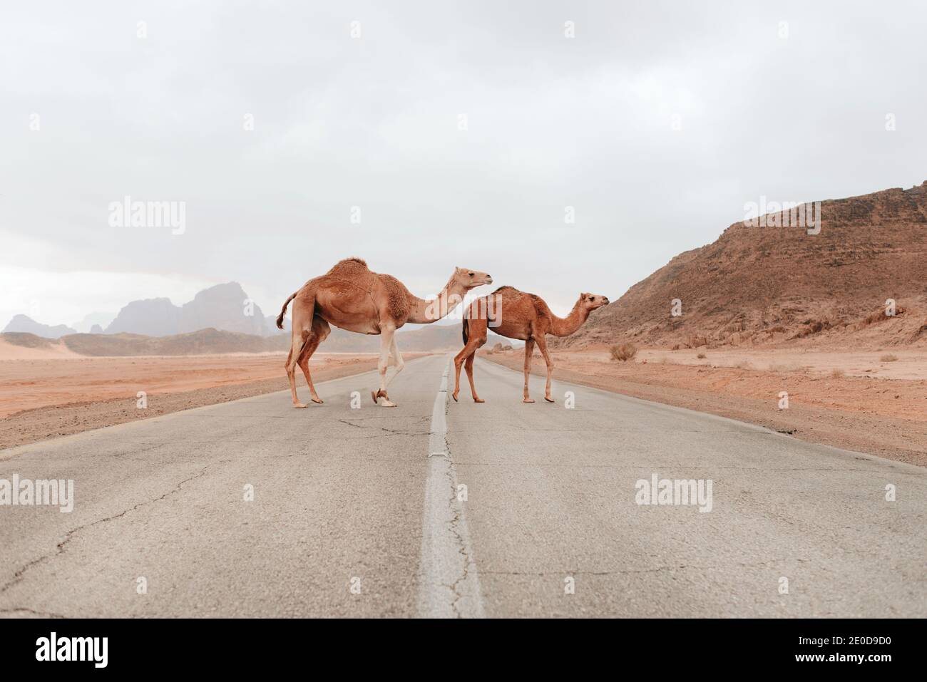Natural habitat of camels hi-res stock photography and images - Alamy