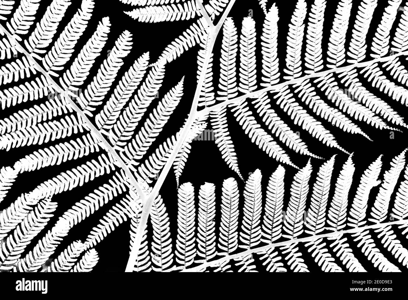 Inverted black and white close-up photography series of detail of tree ...