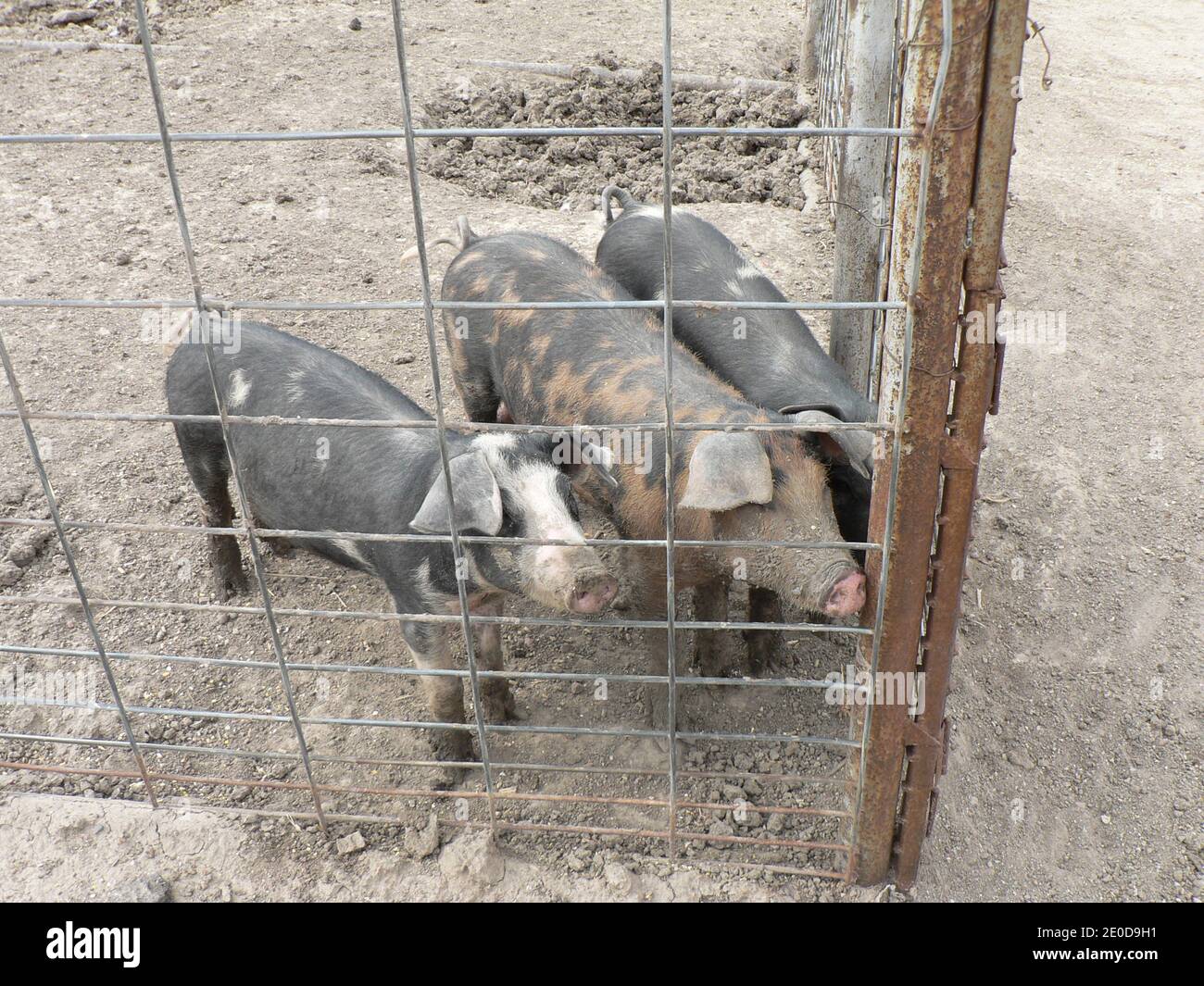 Trio of pigs hi-res stock photography and images - Alamy
