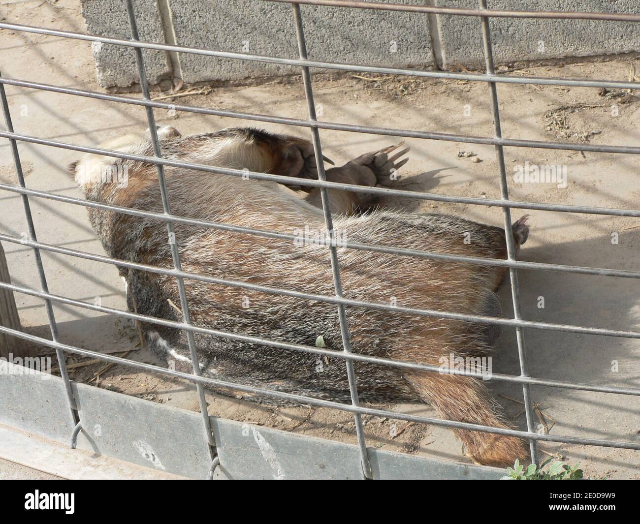 Farm badgers hi-res stock photography and images - Alamy