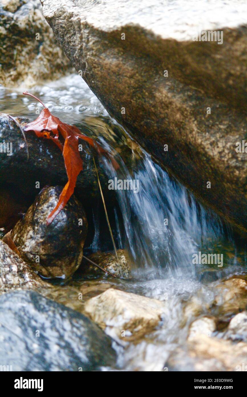 Freshwater spring runoff in Arizona Stock Photo - Alamy