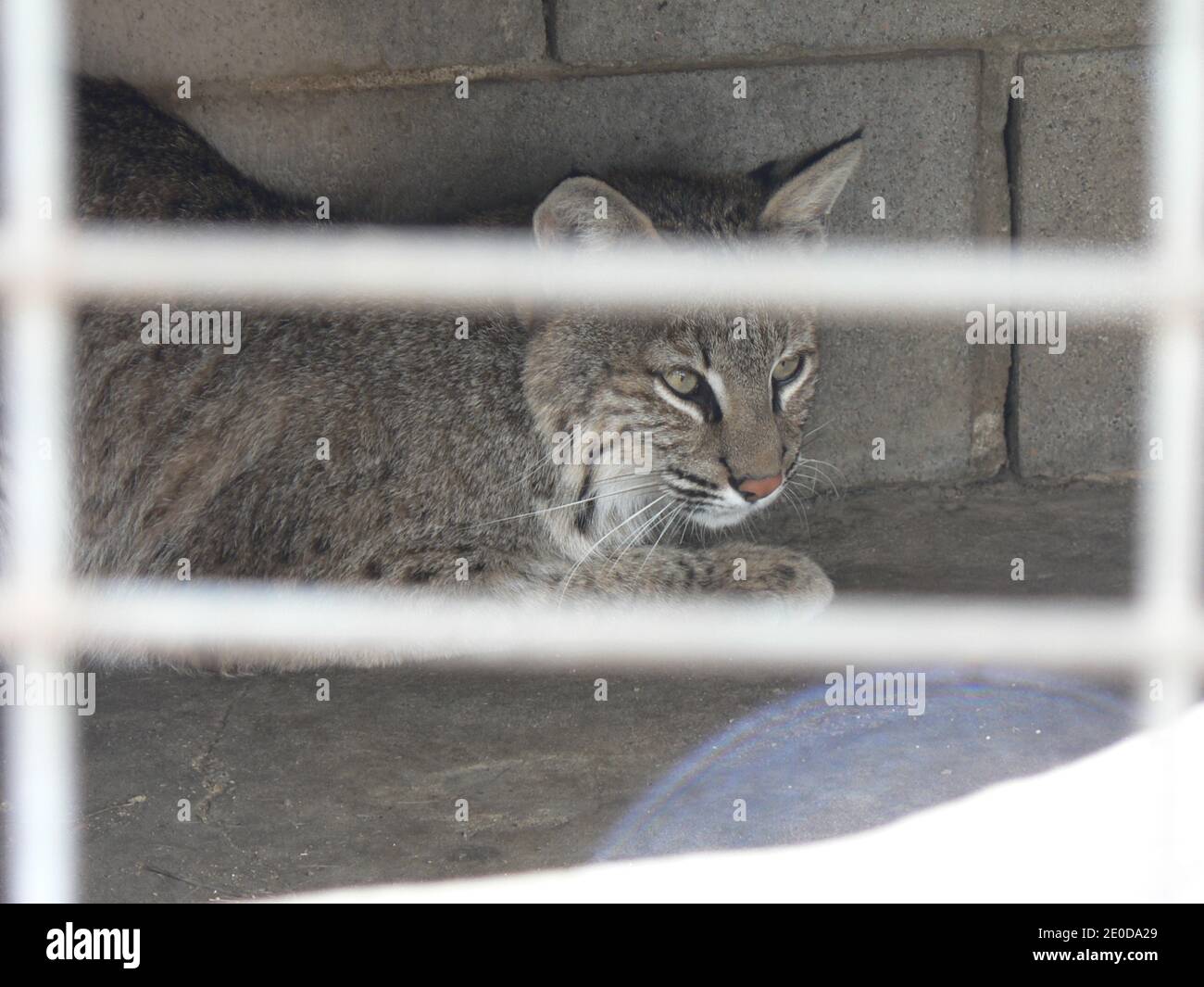 Bobcat in a Cage Display Stock Photo - Alamy