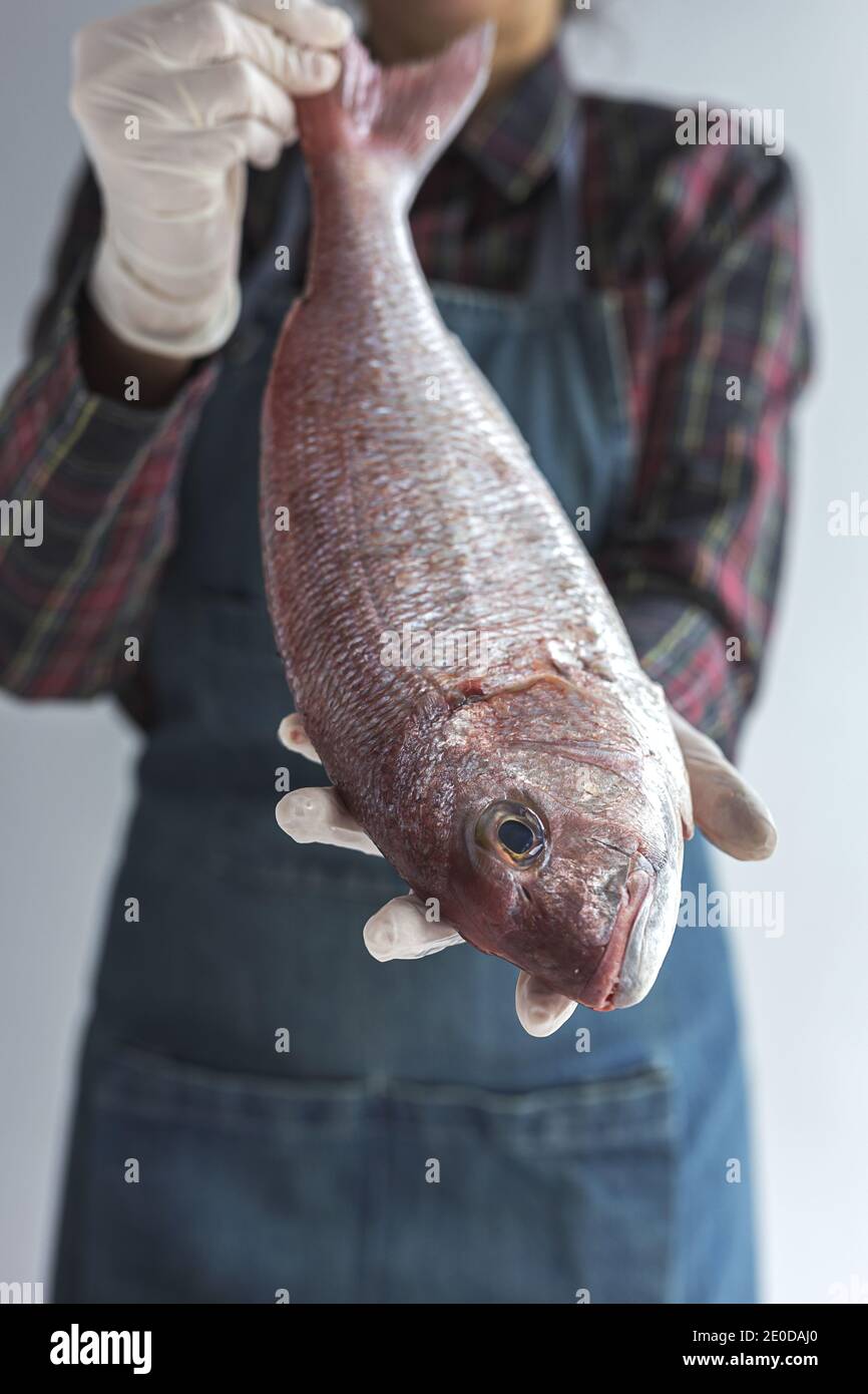 Unrecognizable crop chef wearing apron and gloves standing with raw ...