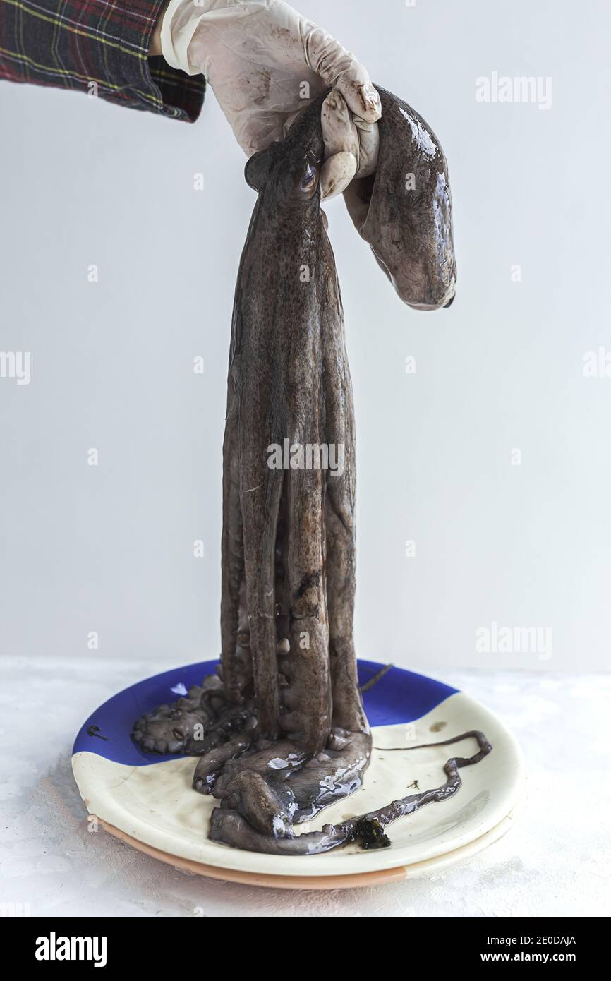 Crop faceless cook in gloves with raw octopus above plate on table on ...
