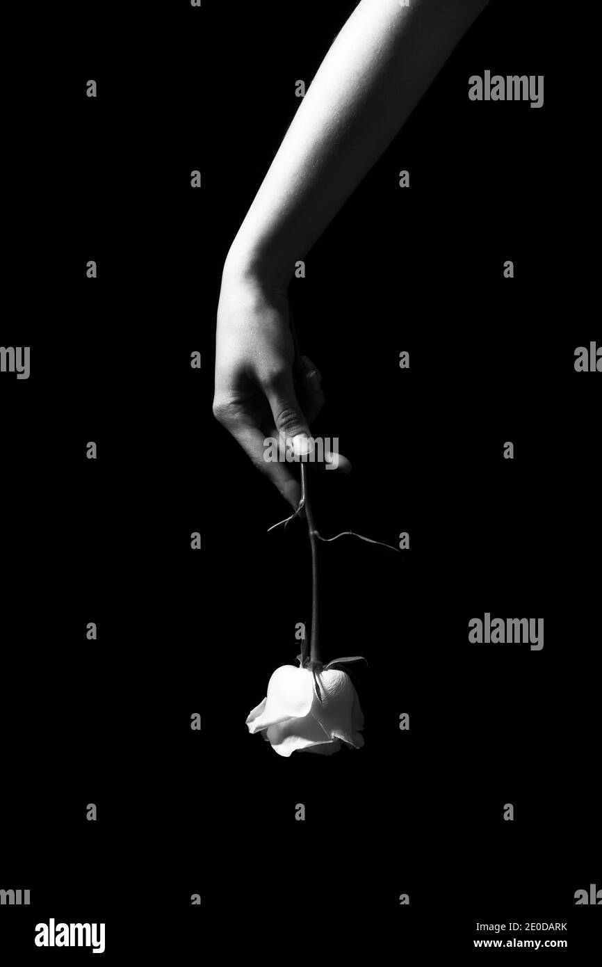 Black and white hand of anonymous graceful female with tender rose ...
