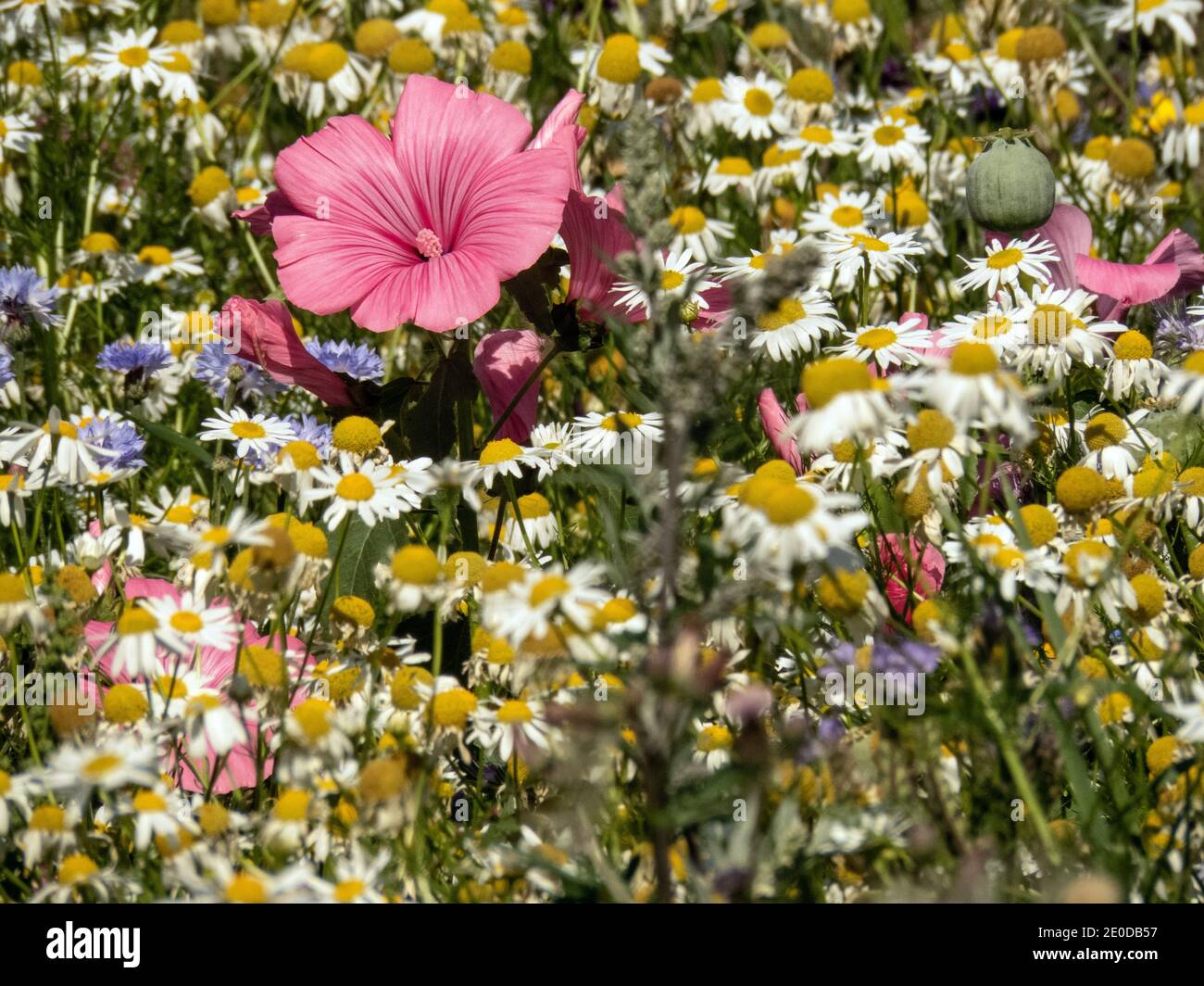 Royal mallow hi-res stock photography and images - Alamy