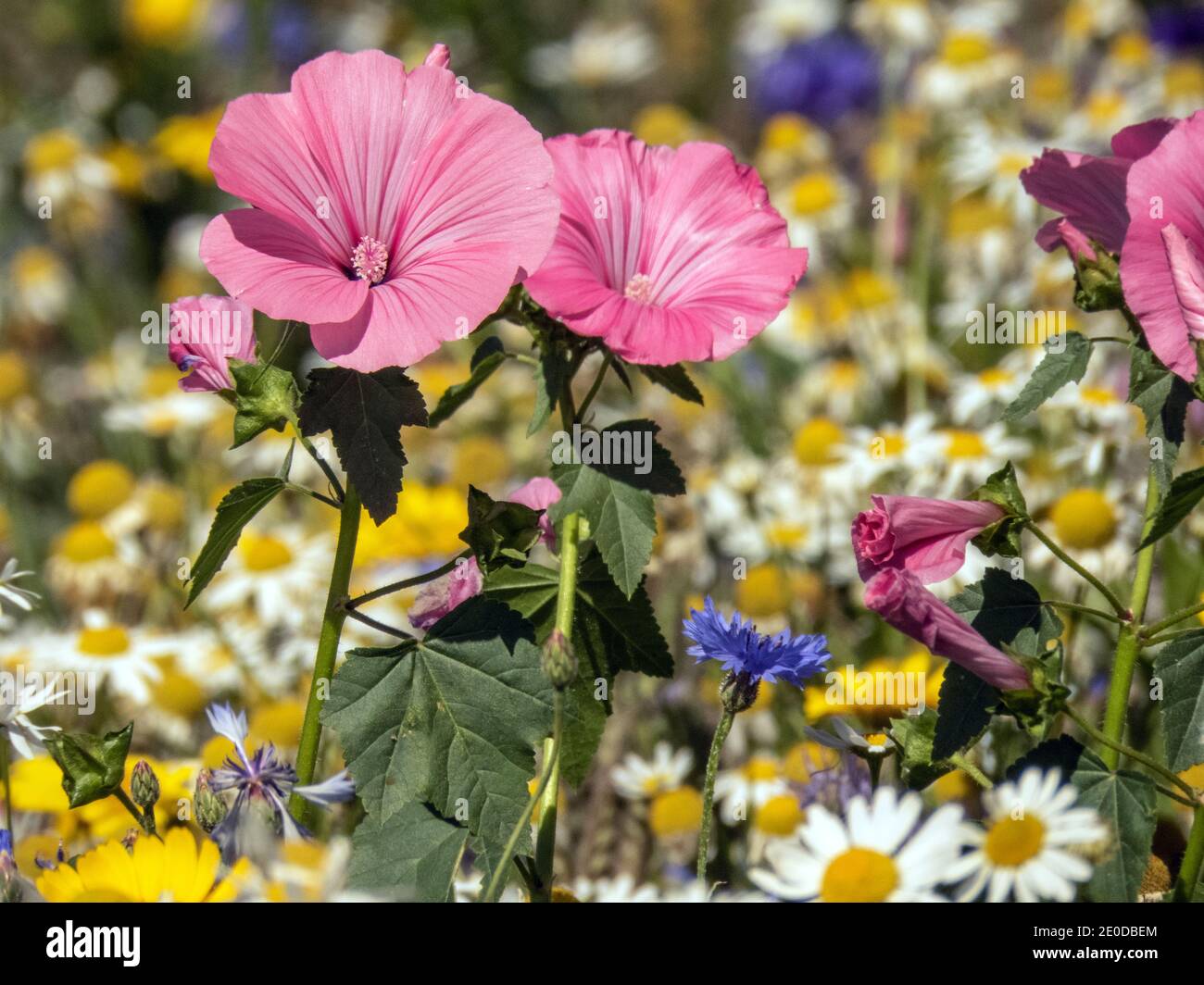 Royal mallow hi-res stock photography and images - Alamy