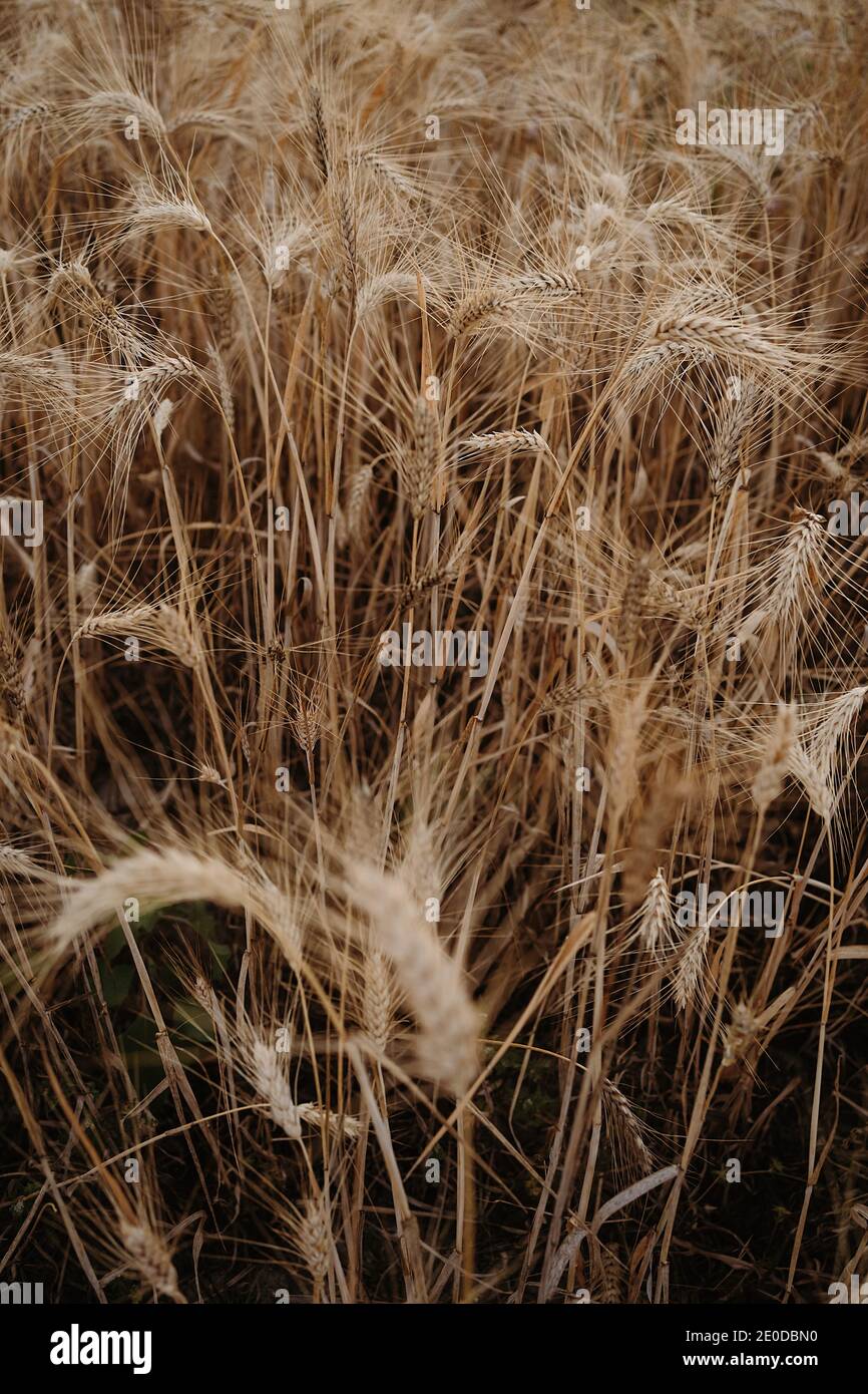 Drought caused hi-res stock photography and images - Alamy