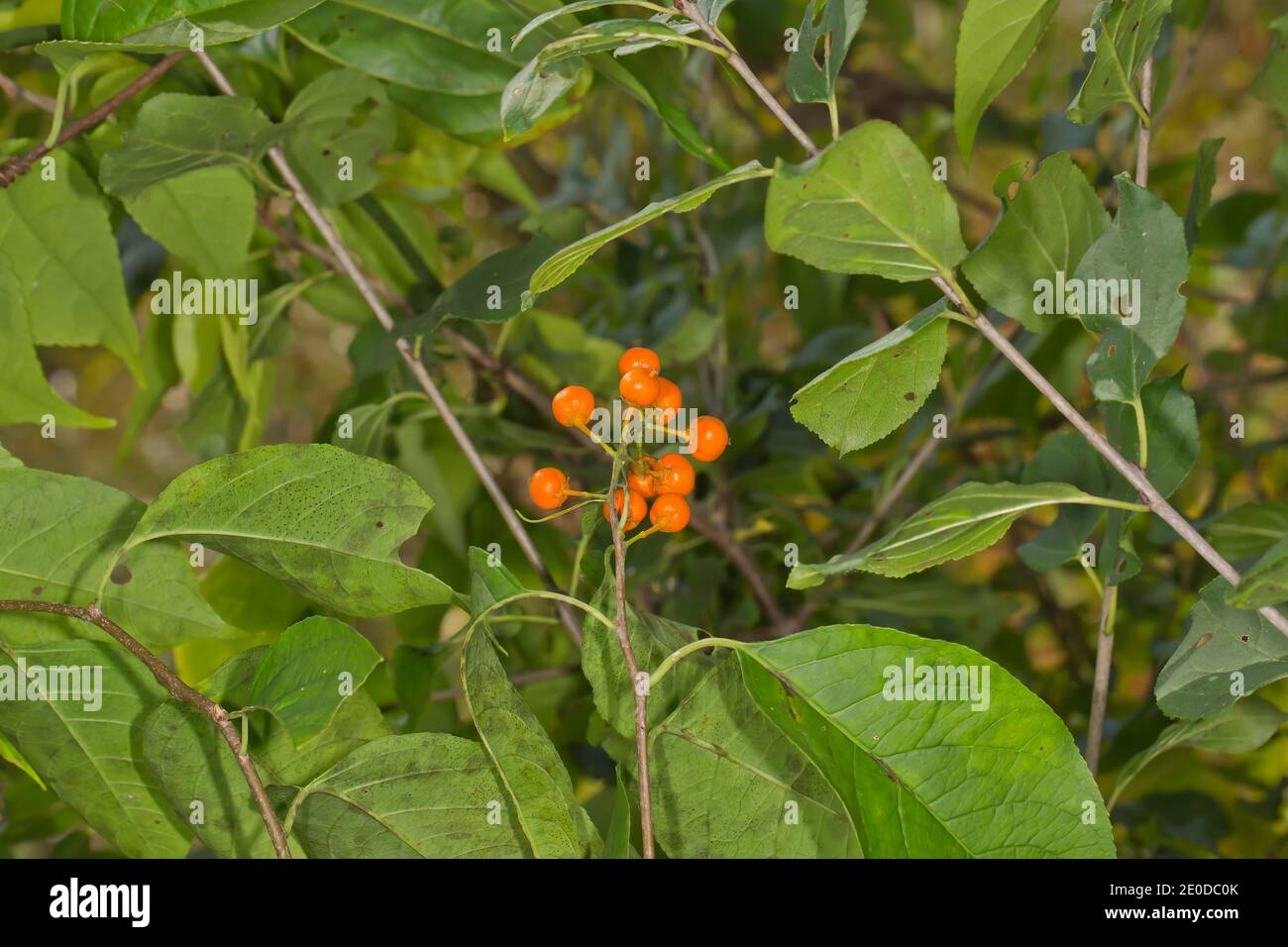 American Native Plants High Resolution Stock Photography and Images - Alamy