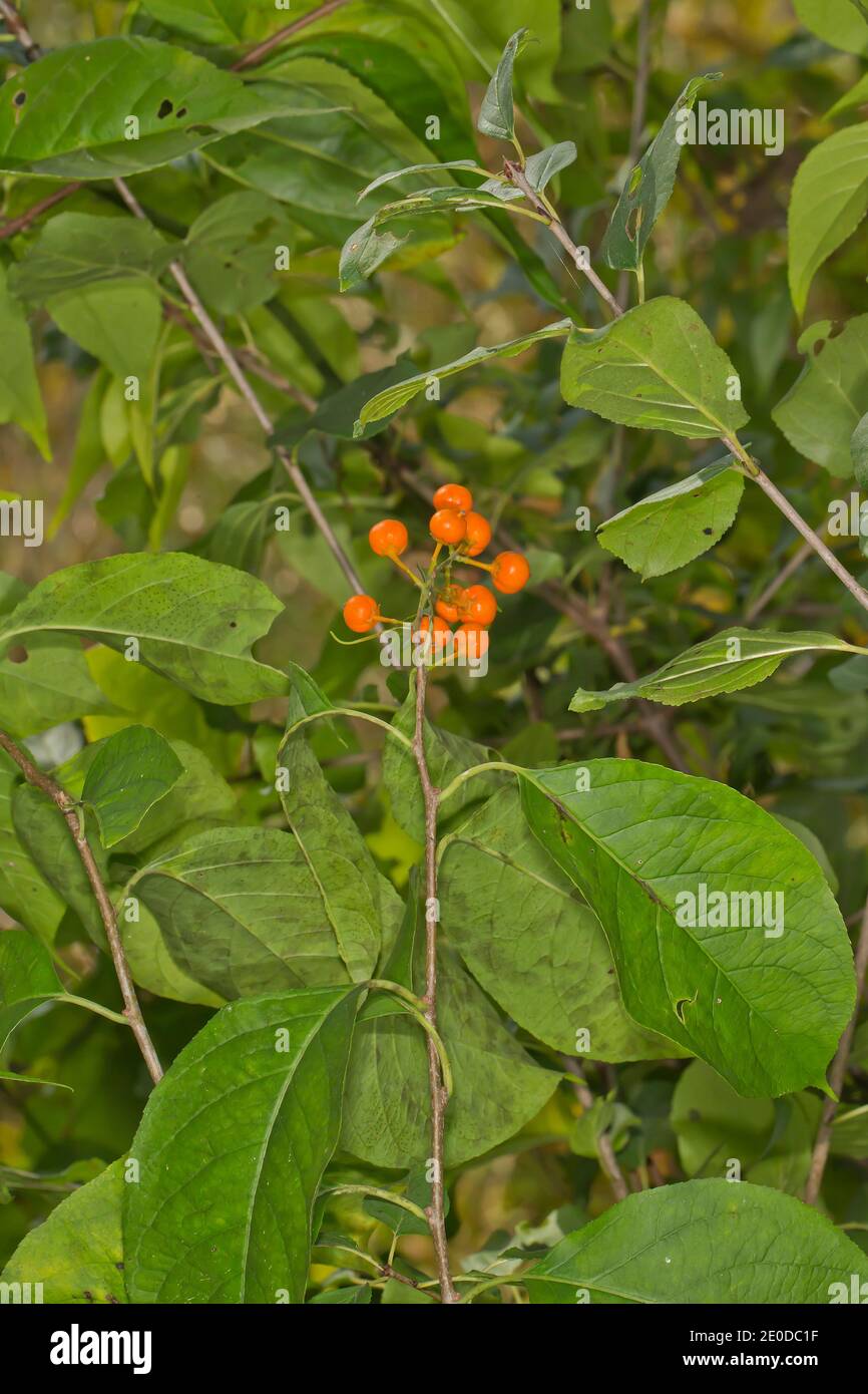 Celastrus Scandens High Resolution Stock Photography and Images - Alamy