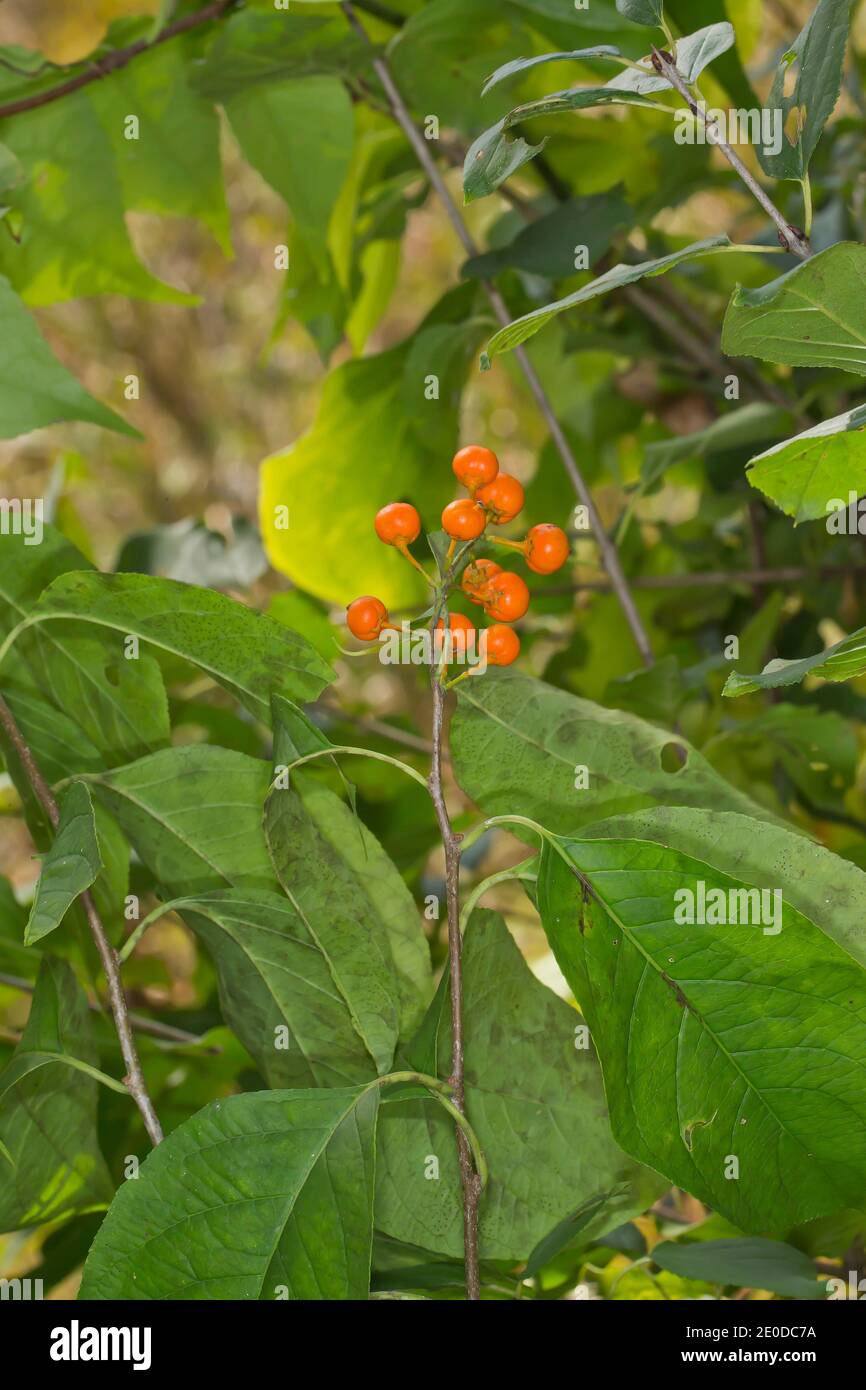 American Native Plants High Resolution Stock Photography and Images - Alamy