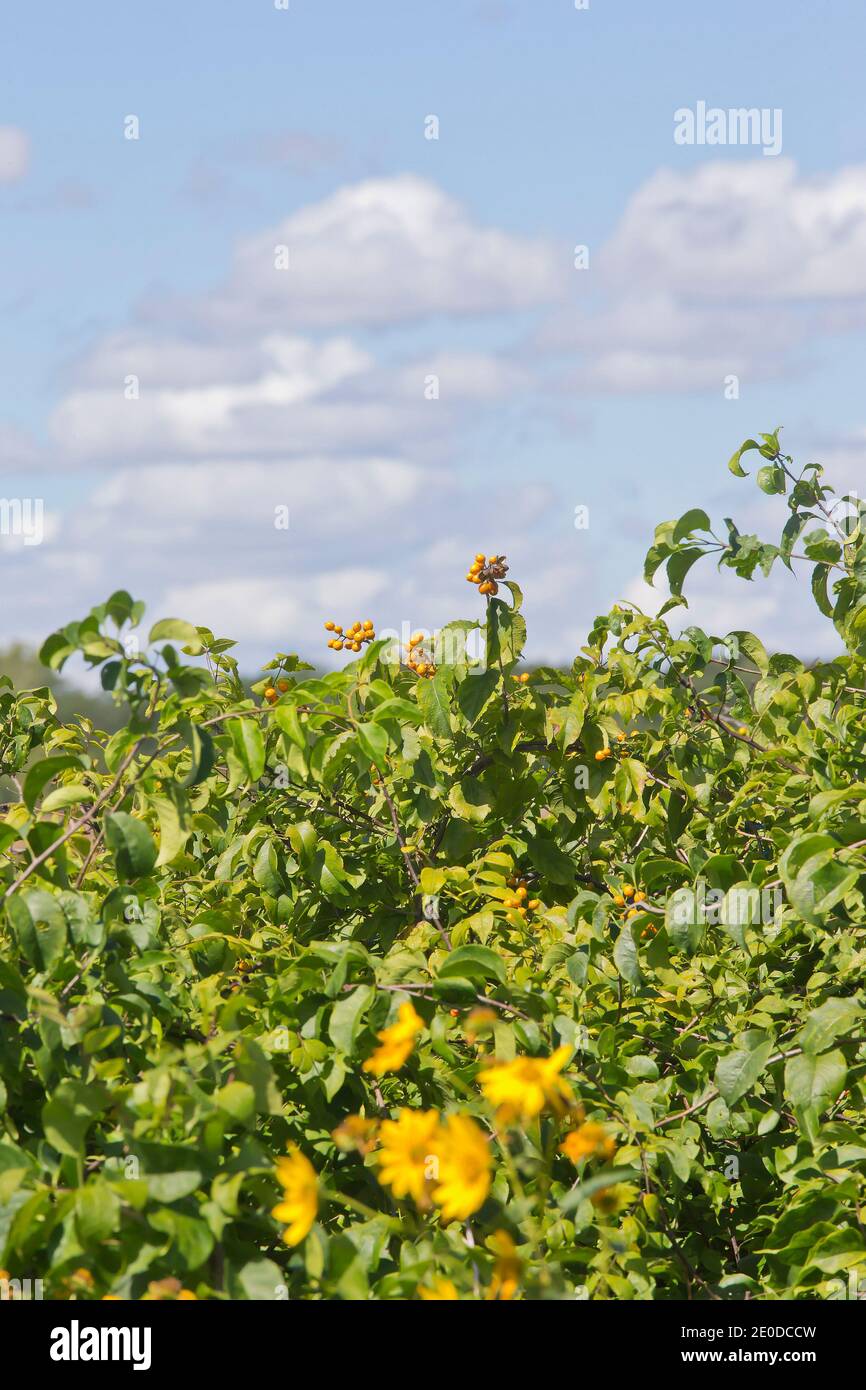 Celastrus Scandens High Resolution Stock Photography and Images - Alamy