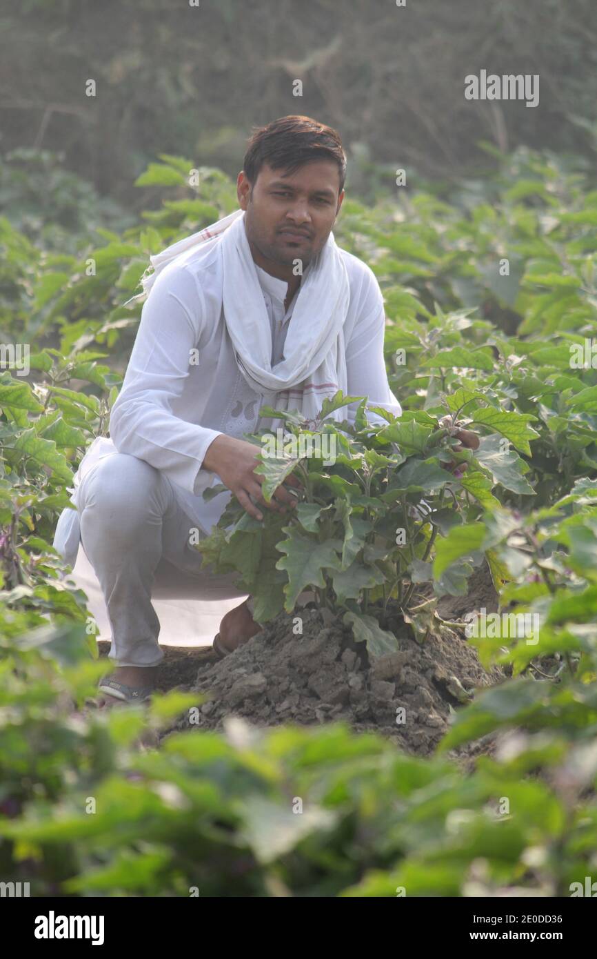 Indian farmer in agricultural field Stock Photo - Alamy