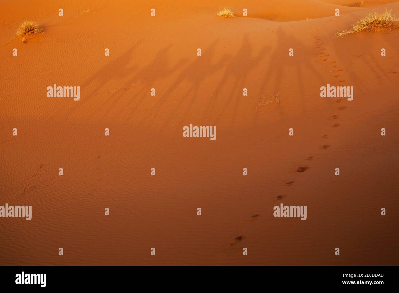 From above of footsteps on texture of brown sand in hot desert in ...