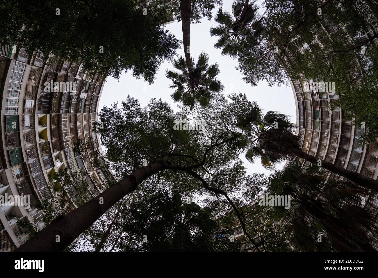 From below of tall tropical trees growing near high residential ...