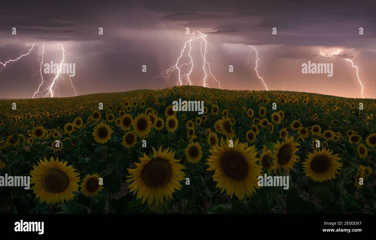 Sunflower flash hi-res stock photography and images - Alamy