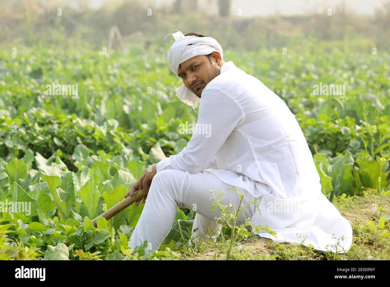 Indian farmer in agricultural field Stock Photo - Alamy