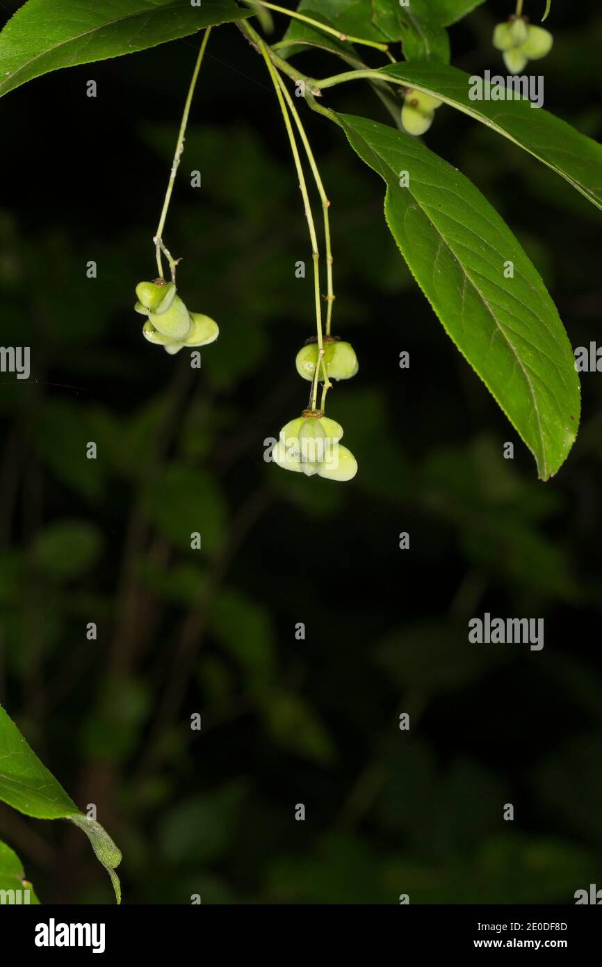 Euonymus Atropurpureus High Resolution Stock Photography and Images - Alamy