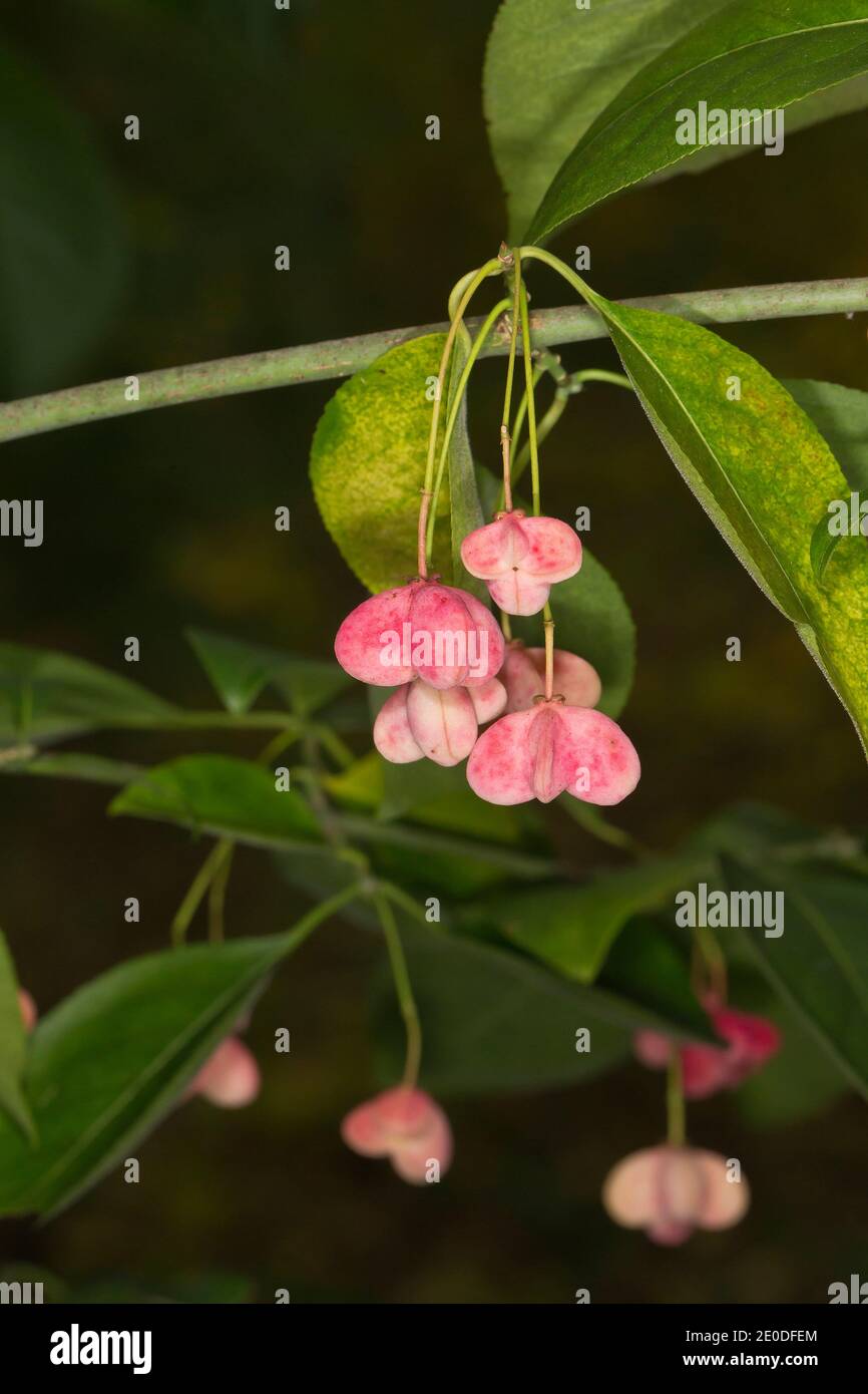 Euonymus Atropurpureus High Resolution Stock Photography and Images - Alamy
