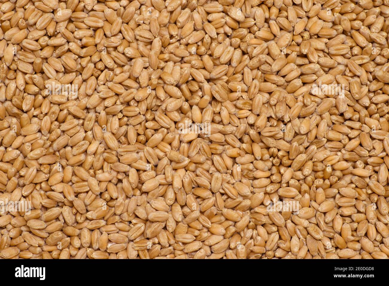Hard red winter wheat hi-res stock photography and images - Alamy