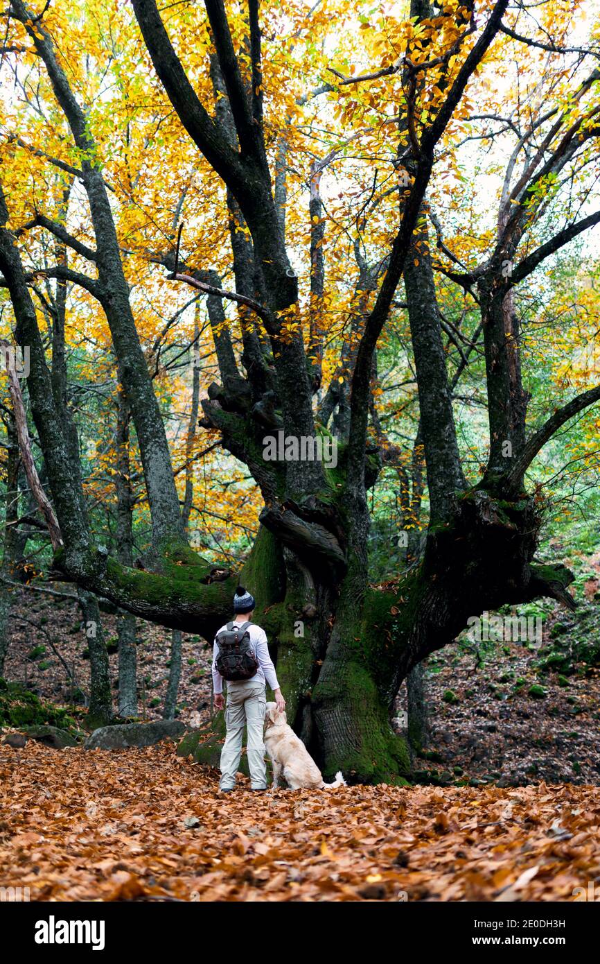 Back view of male standing with dog near huge tree in forest in fall ...