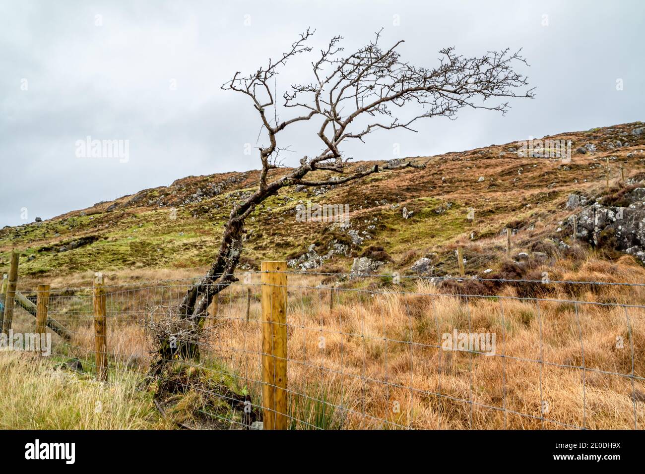 Old completely dry tree hi-res stock photography and images - Alamy