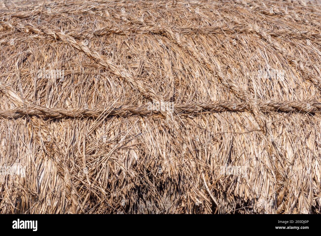 Thatched roof of traditional houses at Jeju folk village, Republic of ...