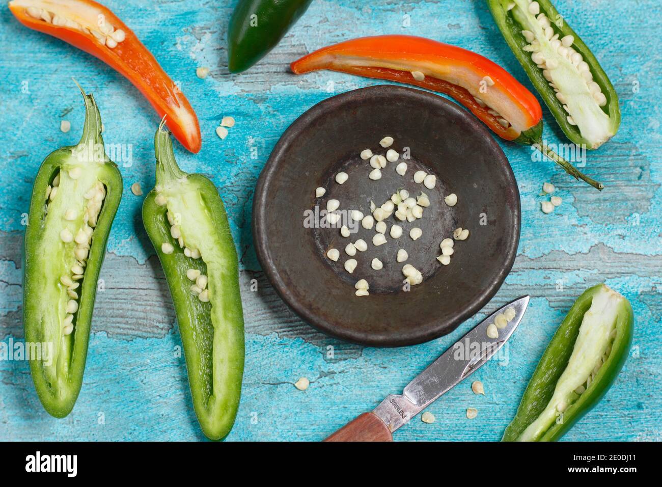 Saving chilli seed. Seeds from ripe chilli peppers removed for drying ...