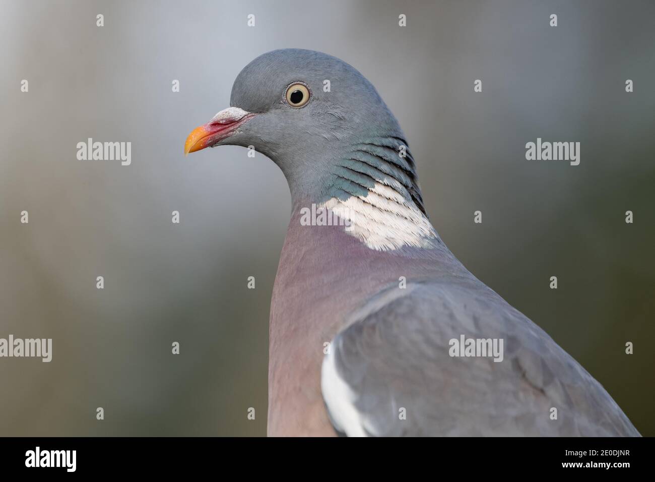 Scotland wood pigeon hi-res stock photography and images - Alamy