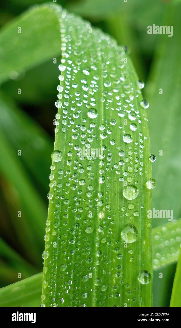 Single blade of grass with numerous water droplets and shallow depth of ...