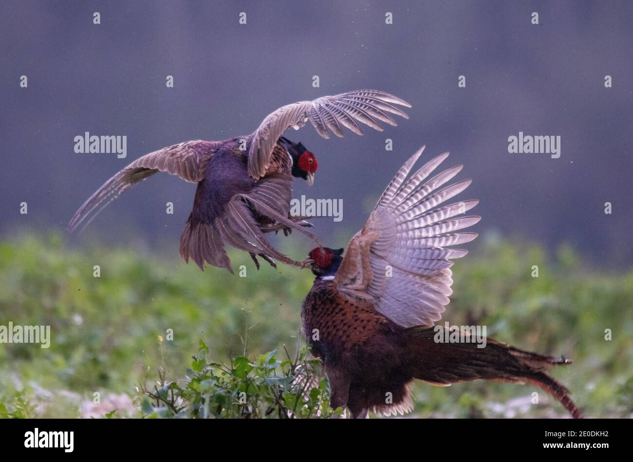 Male Pheasant Fighting High Resolution Stock Photography and Images - Alamy