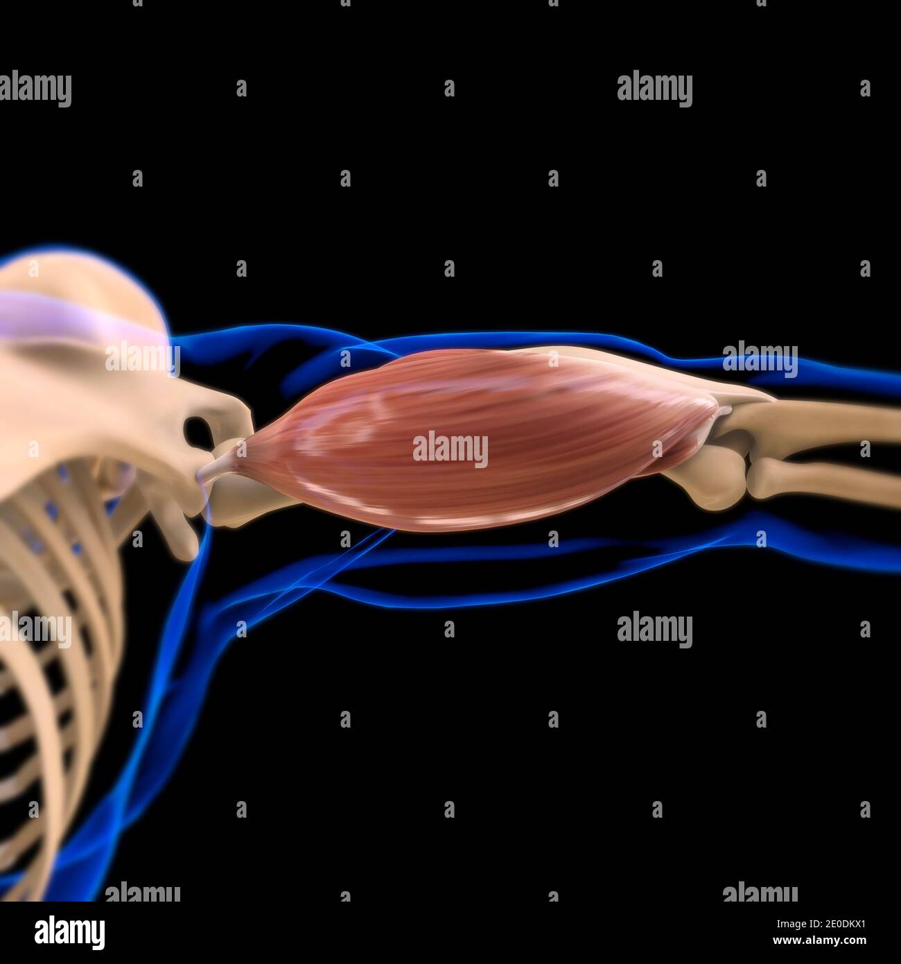 3D Illustration, Muscle is a soft tissue, Muscle cells contain proteins ...