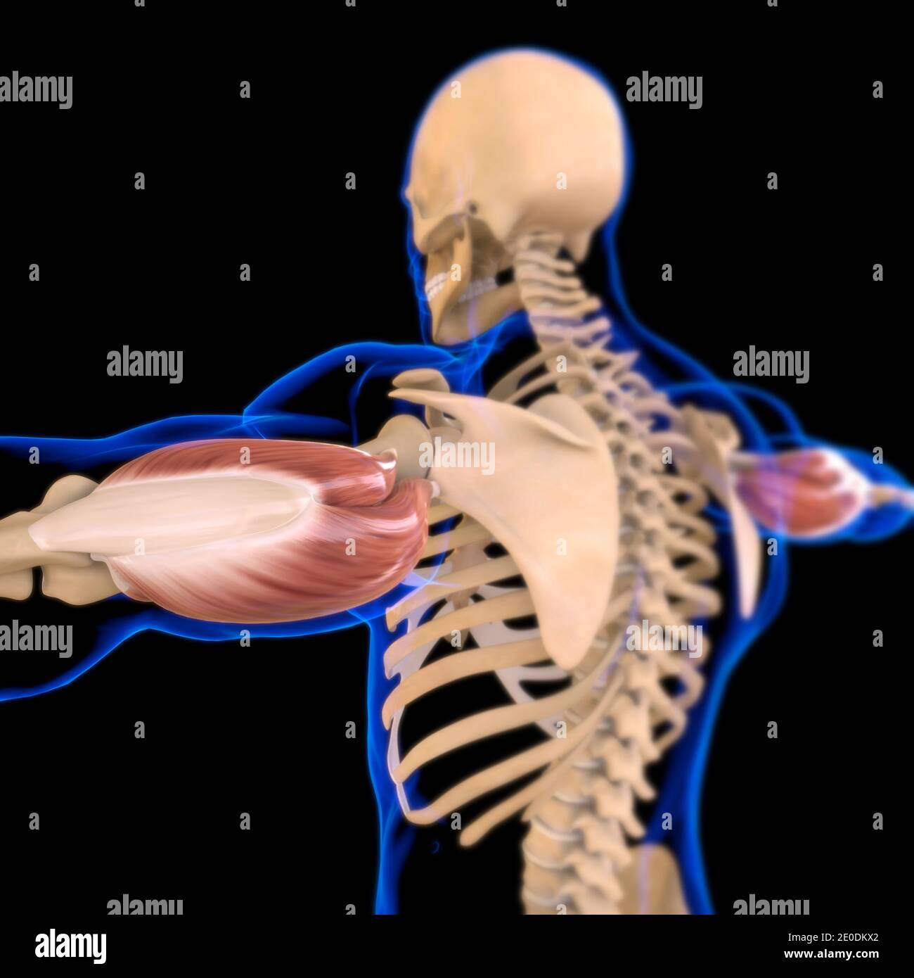 3D Illustration, Muscle is a soft tissue, Muscle cells contain proteins ...