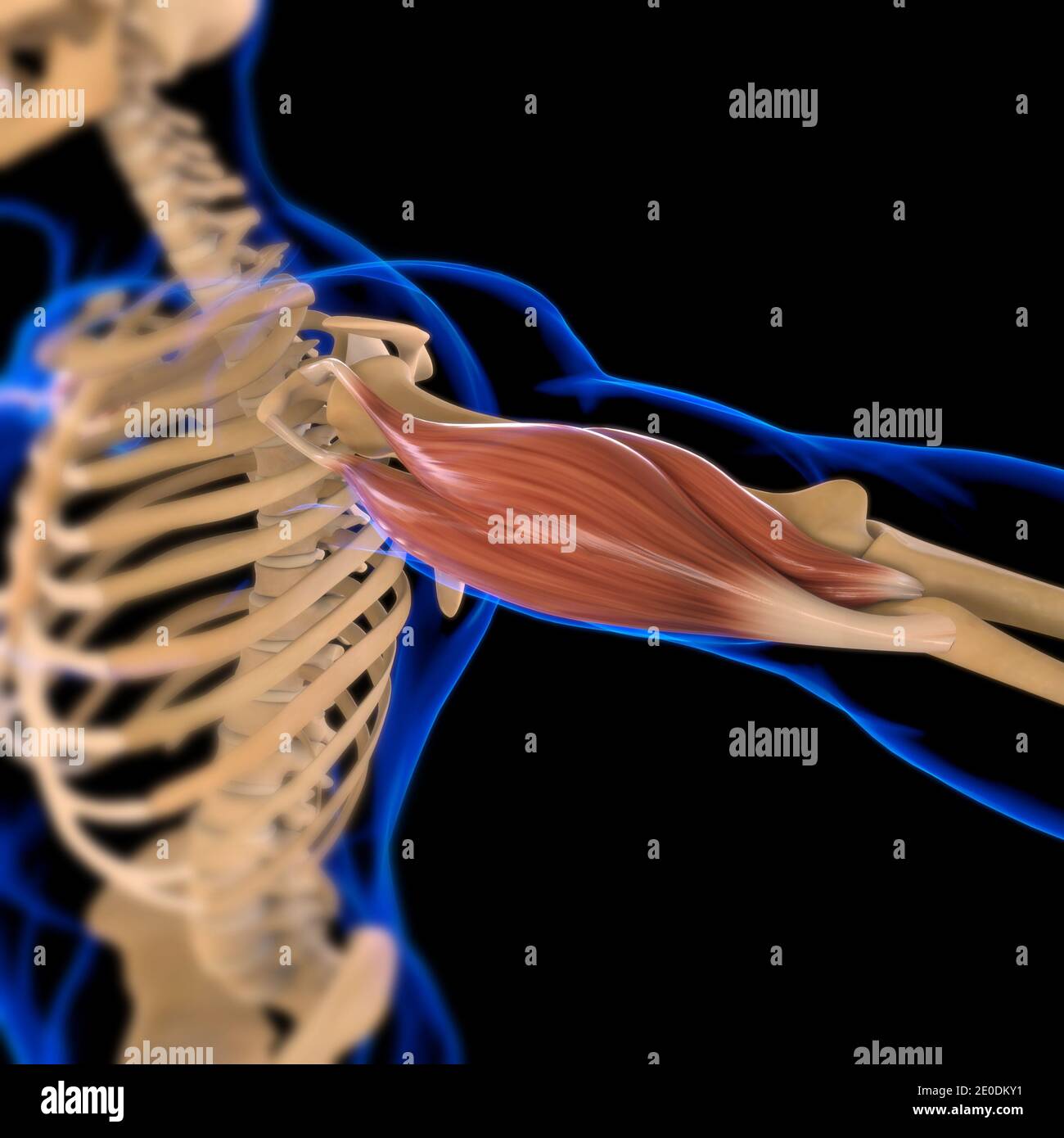 3D Illustration, Muscle is a soft tissue, Muscle cells contain proteins ...