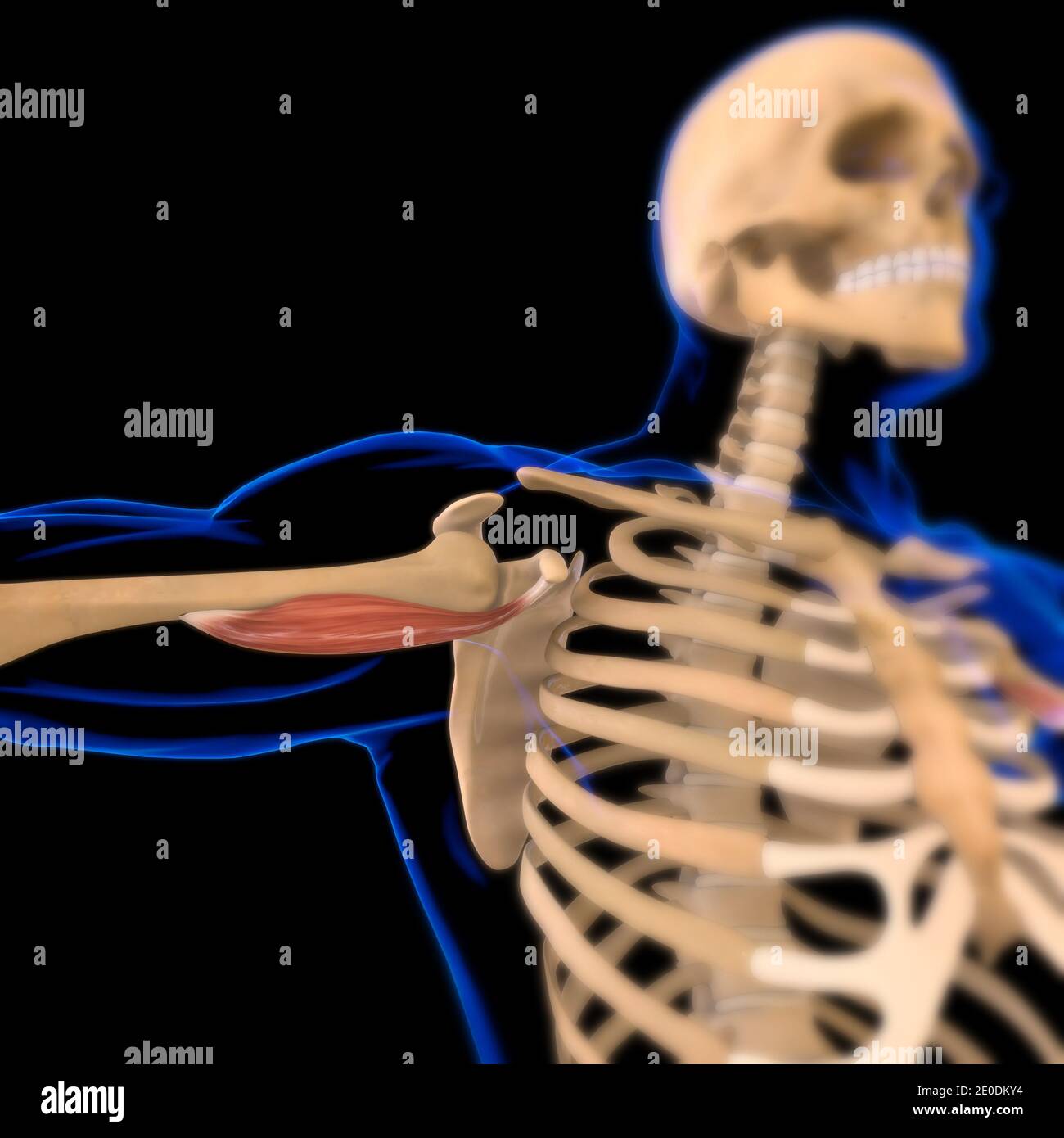 3D Illustration, Muscle is a soft tissue, Muscle cells contain proteins ...