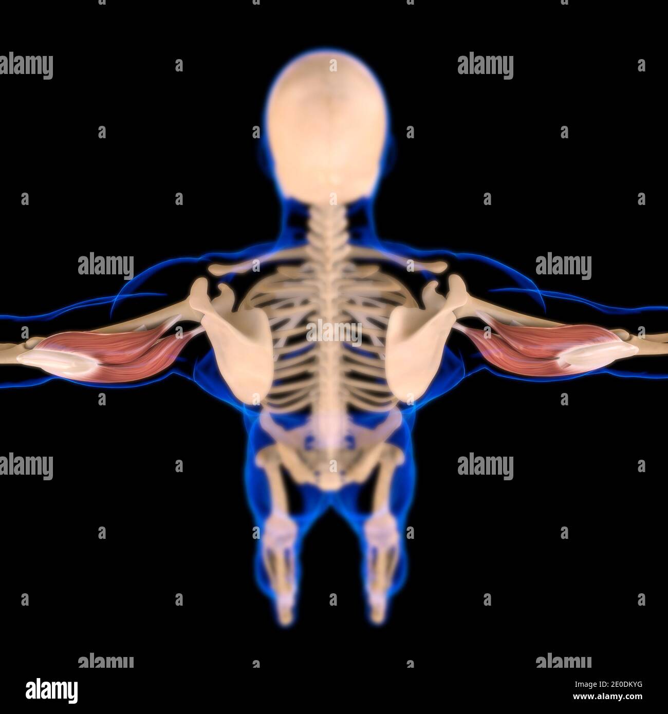 3D Illustration, Muscle is a soft tissue, Muscle cells contain proteins ...